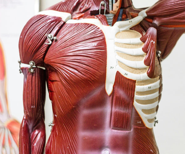 Anatomical Models – Vision International Medical & Scientific Supplies