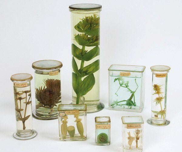 Botany – Vision International Medical & Scientific Supplies
