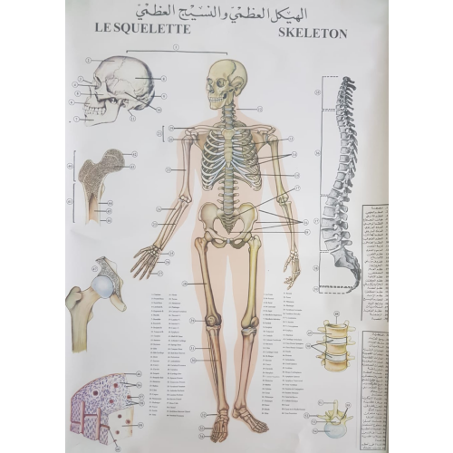 Human Skeleton Chart - 59x89cm – Vision International Medical ...
