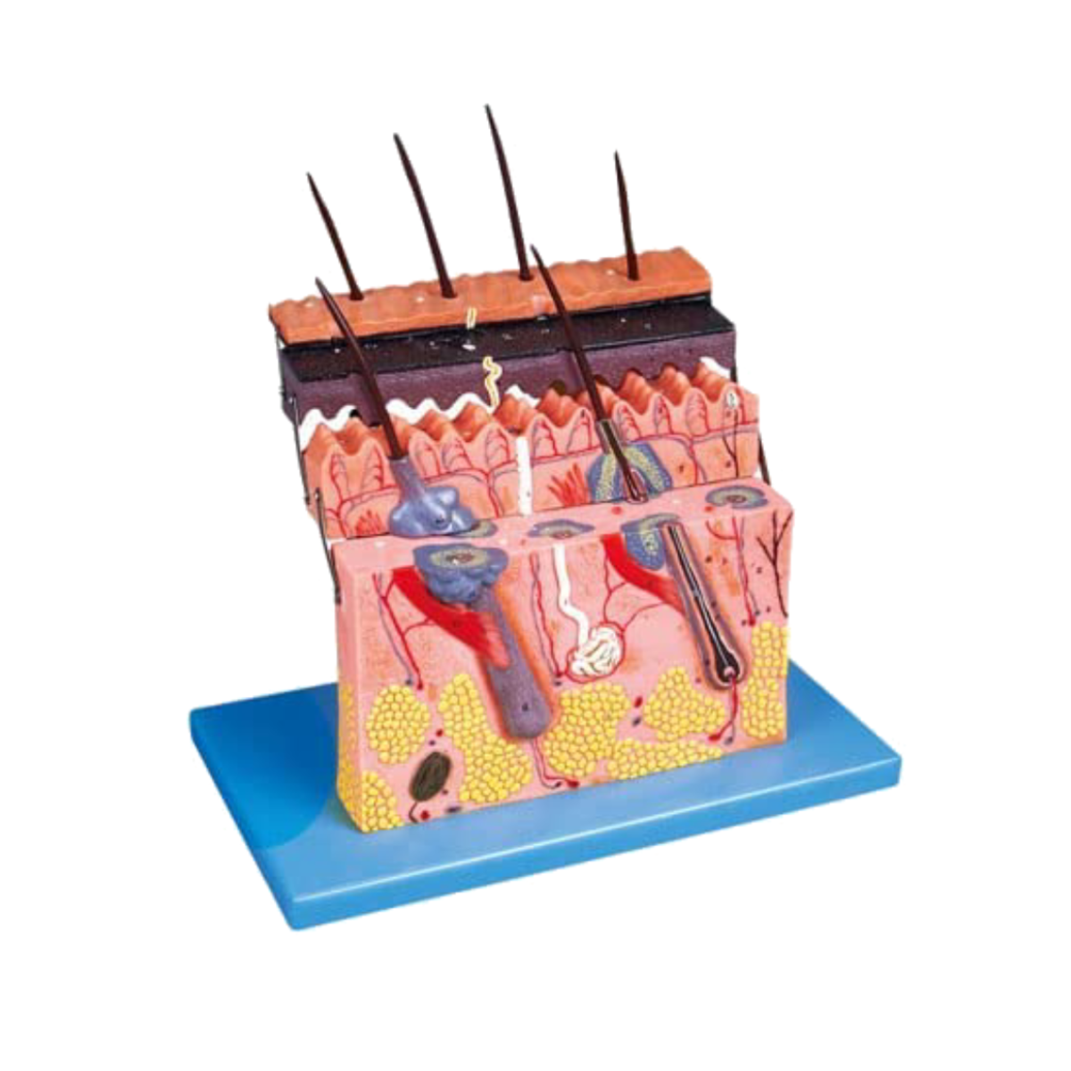 70 Times Magnification 4 Layers Human Skin Anatomy Model – Vision ...