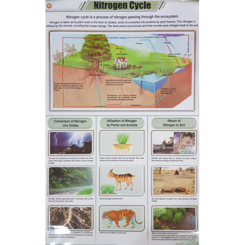 Nitrogen Cycle Poster – Vision International Medical & Scientific Supplies