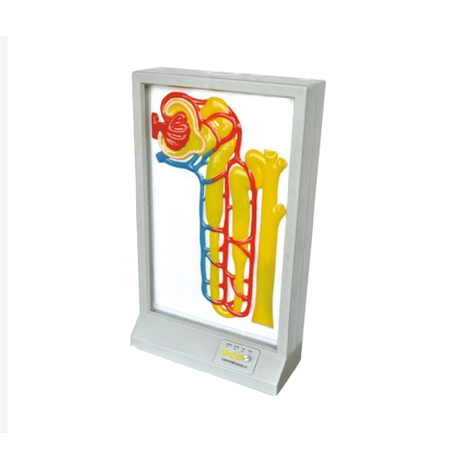 Electronic Urine Formation Diagram Model – Vision International Medical ...