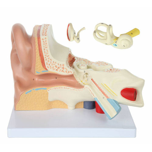 5x Human Ear Anatomy Model – Vision International Medical & Scientific ...